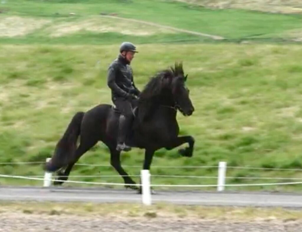 Vegur frá Kagaðarhóli – Islandpferdegestüt Pfaffenbuck