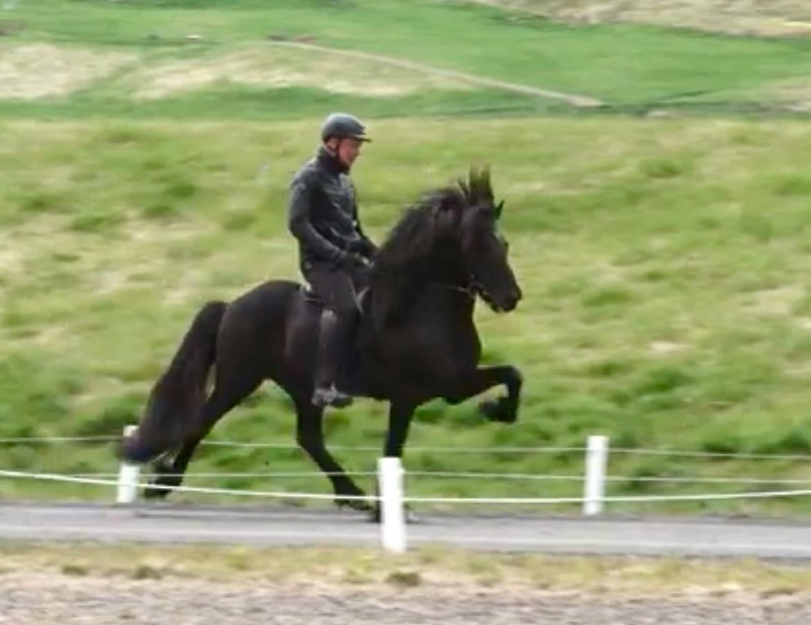 Vegur frá Kagaðarhóli – Islandpferdegestüt Pfaffenbuck